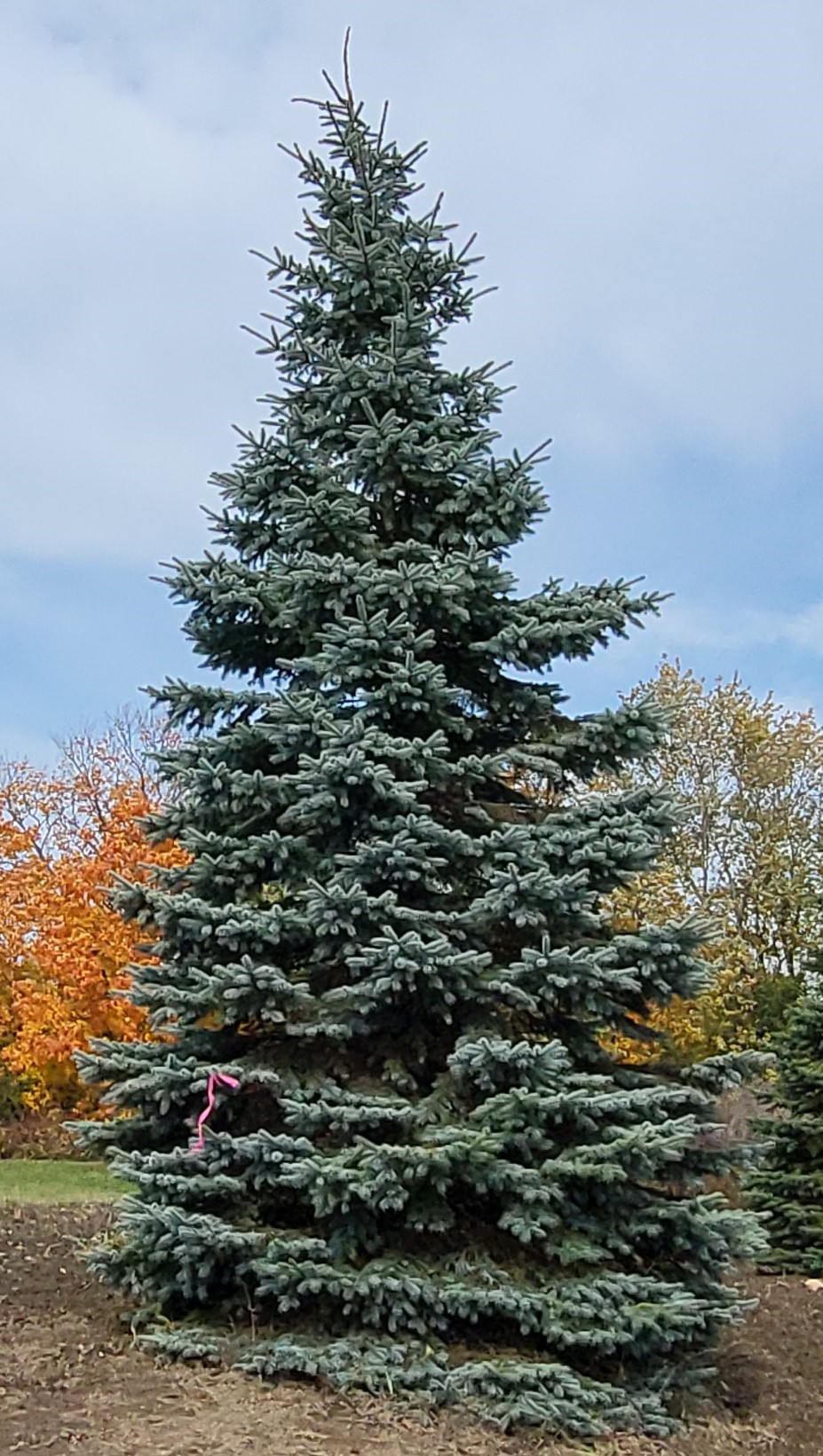 Evergreen Trees – Stevens Large Tree Sales