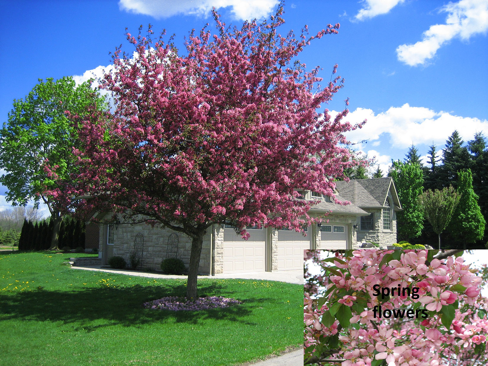 Ornamental Trees – Stevens Large Tree Sales