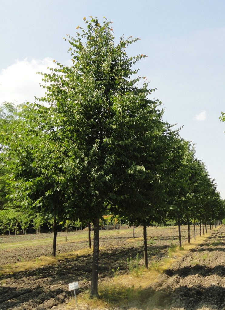 GREENSPIRE LINDEN – Stevens Large Tree Sales