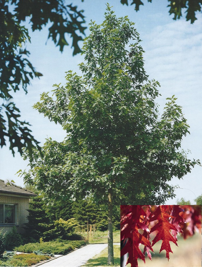 RED OAK – Stevens Large Tree Sales