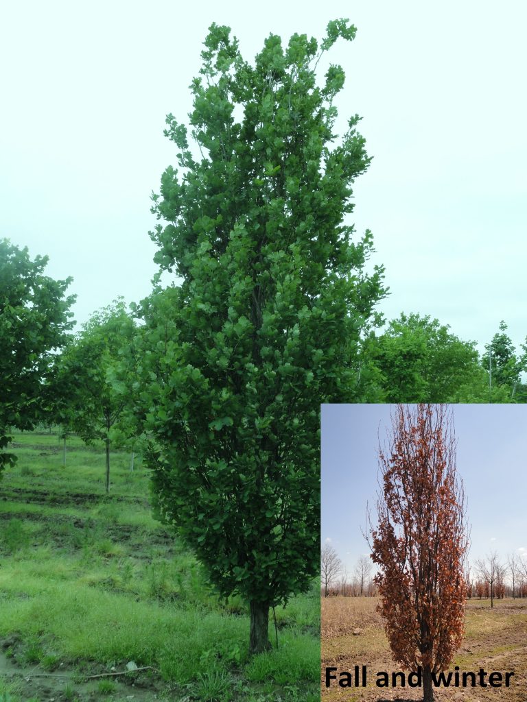 PYRAMIDAL ENGLISH OAK – Stevens Large Tree Sales