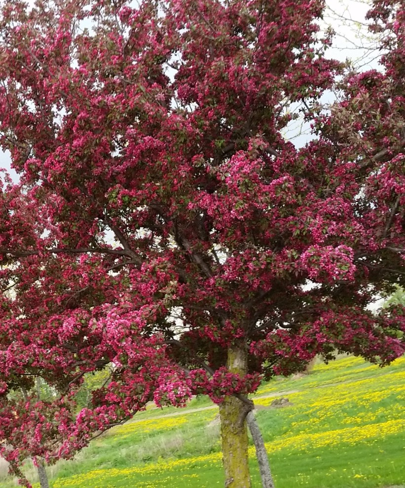 Ornamental Trees – Stevens Large Tree Sales