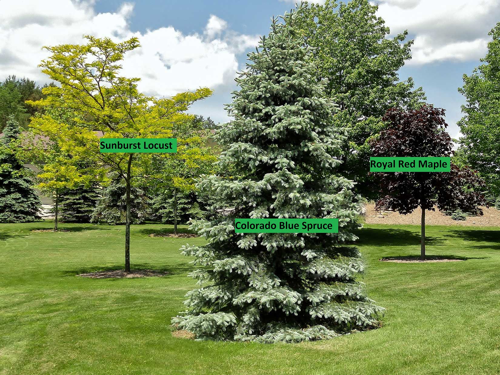 Our Tree Farm – Stevens Large Tree Sales