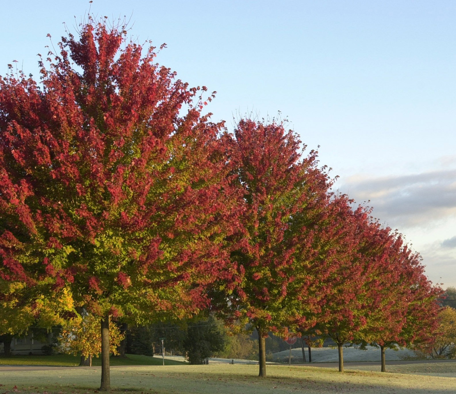 Shade Trees – Stevens Large Tree Sales