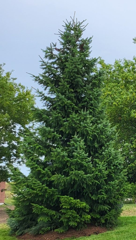 Serbian Spruce – Stevens Large Tree Sales