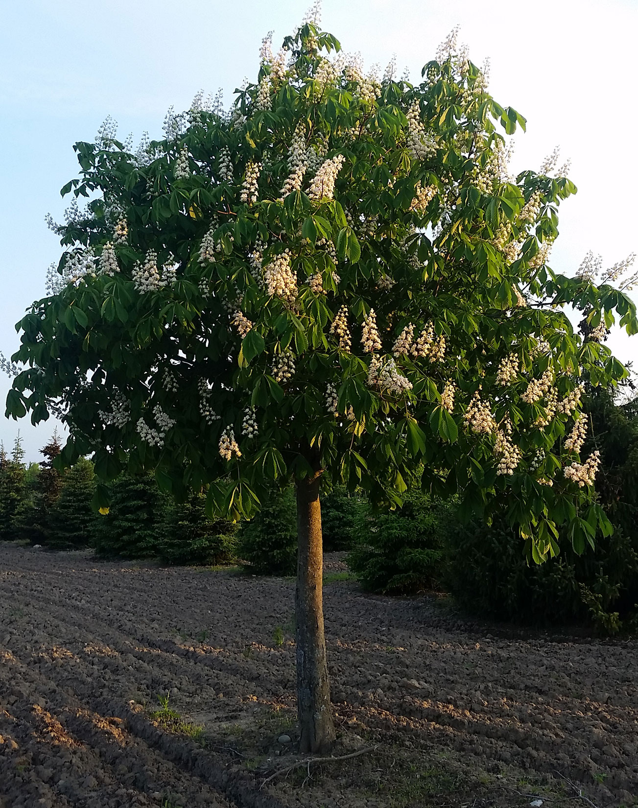 Ornamental Trees – Stevens Large Tree Sales