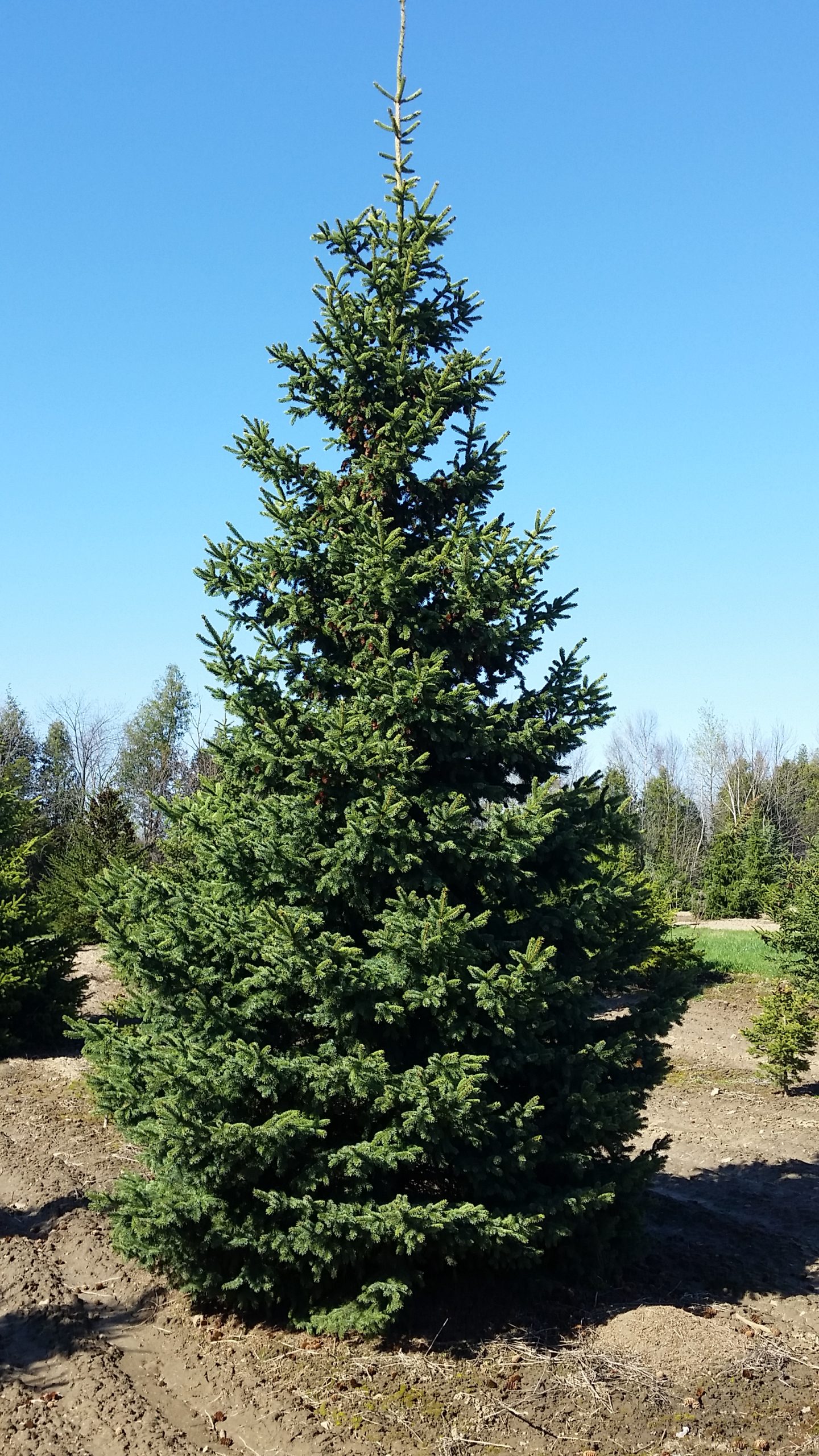 Evergreen Trees – Stevens Large Tree Sales