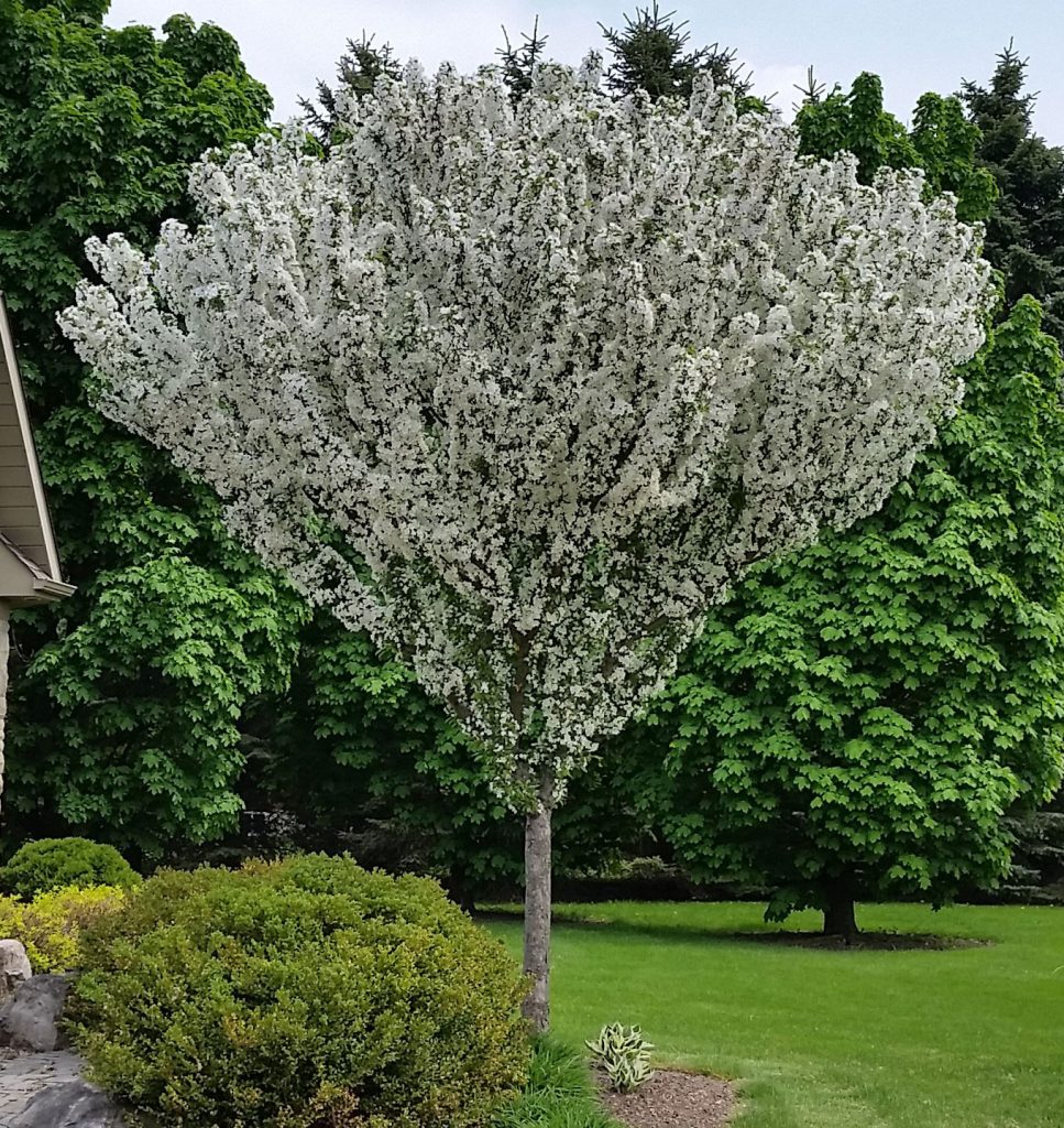ADIRONDACK CRAB – Stevens Large Tree Sales