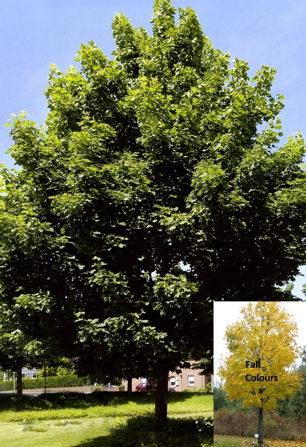 EMERALD QUEEN MAPLE – Stevens Large Tree Sales
