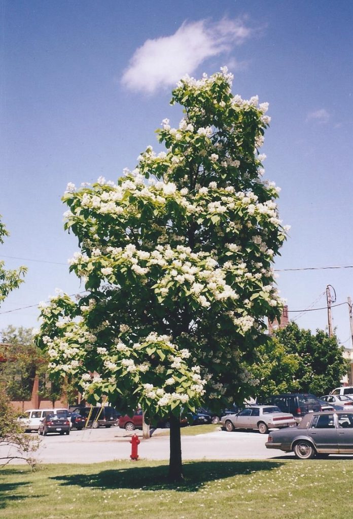 NORTHERN CATALPA – Stevens Large Tree Sales