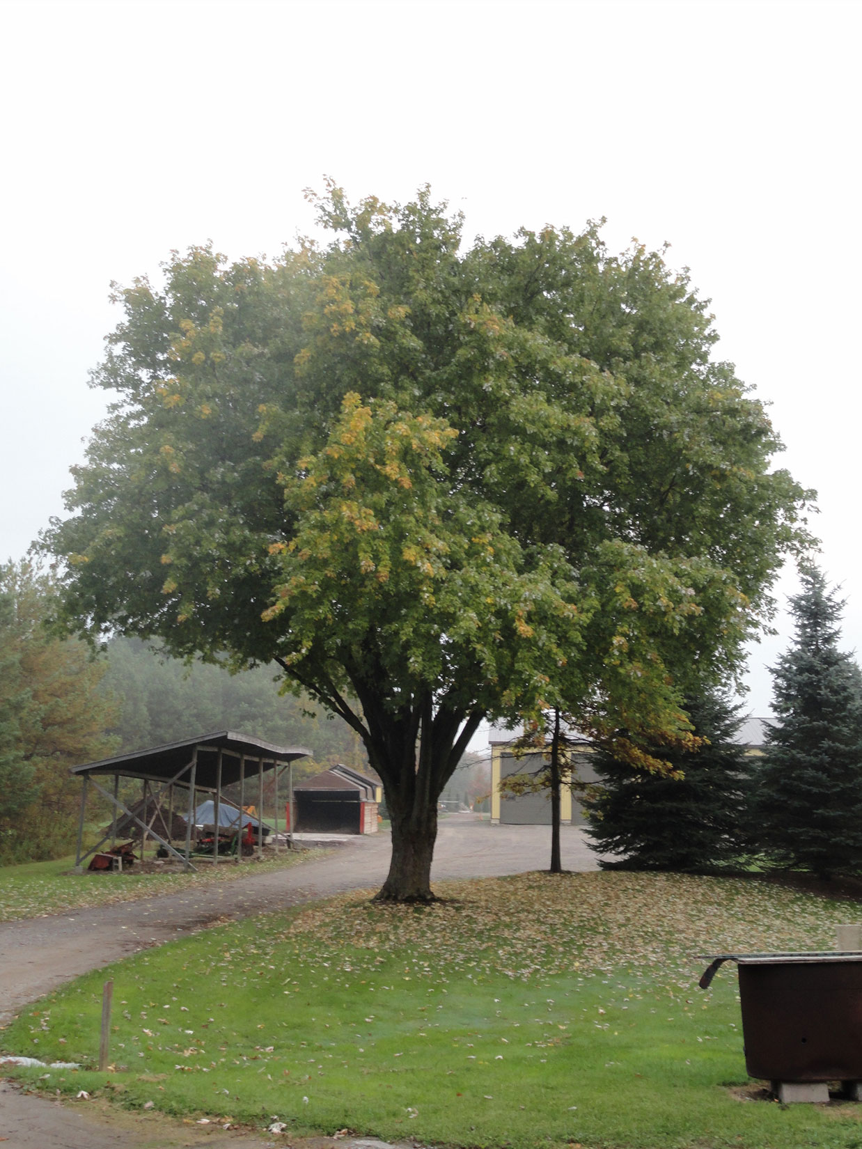 Shade Trees – Stevens Large Tree Sales