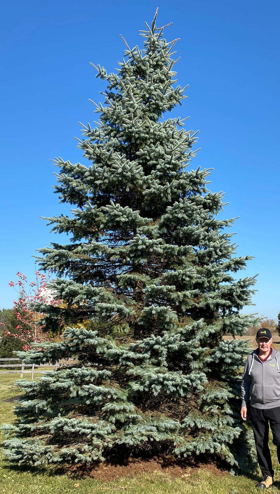 The Planting Process – Stevens Large Tree Sales