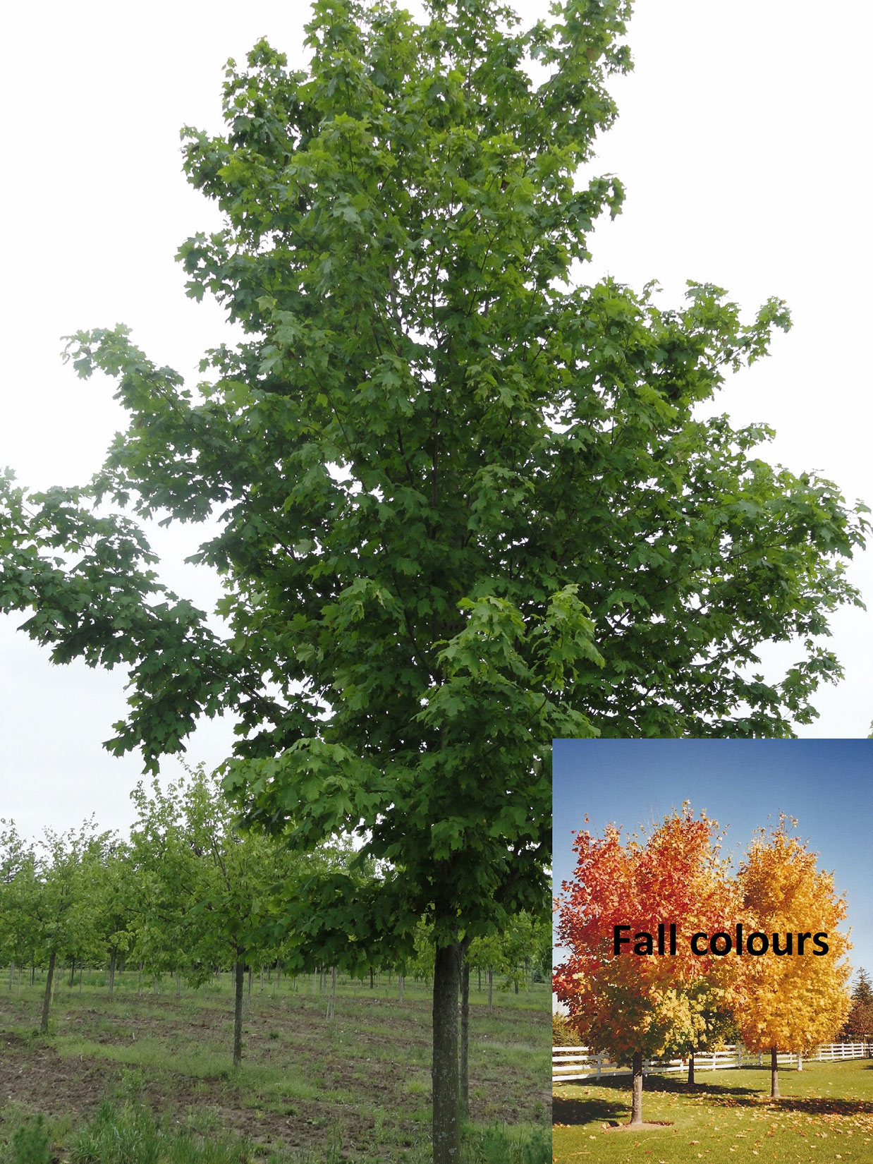 Shade Trees – Stevens Large Tree Sales