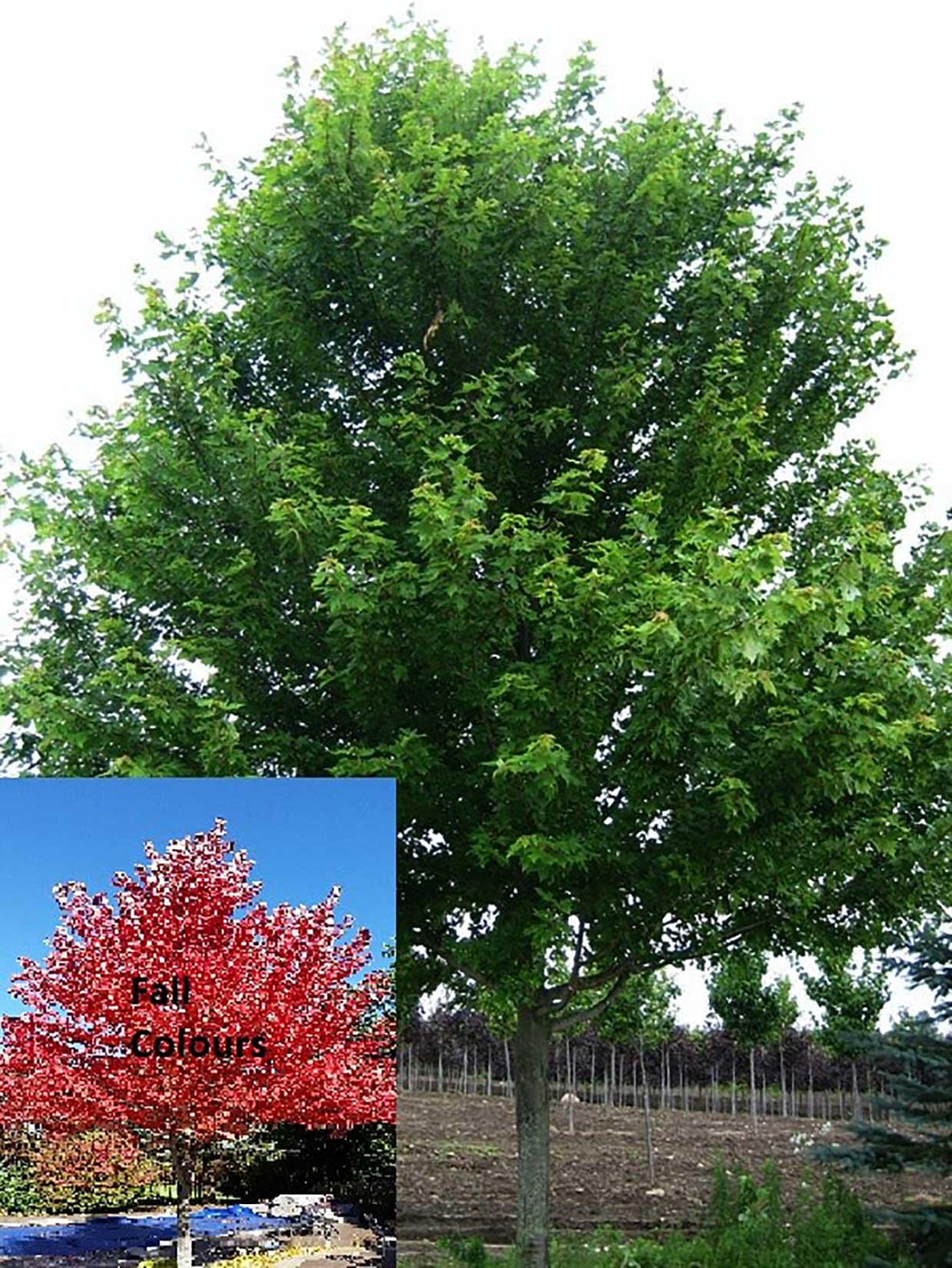 Shade Trees – Stevens Large Tree Sales