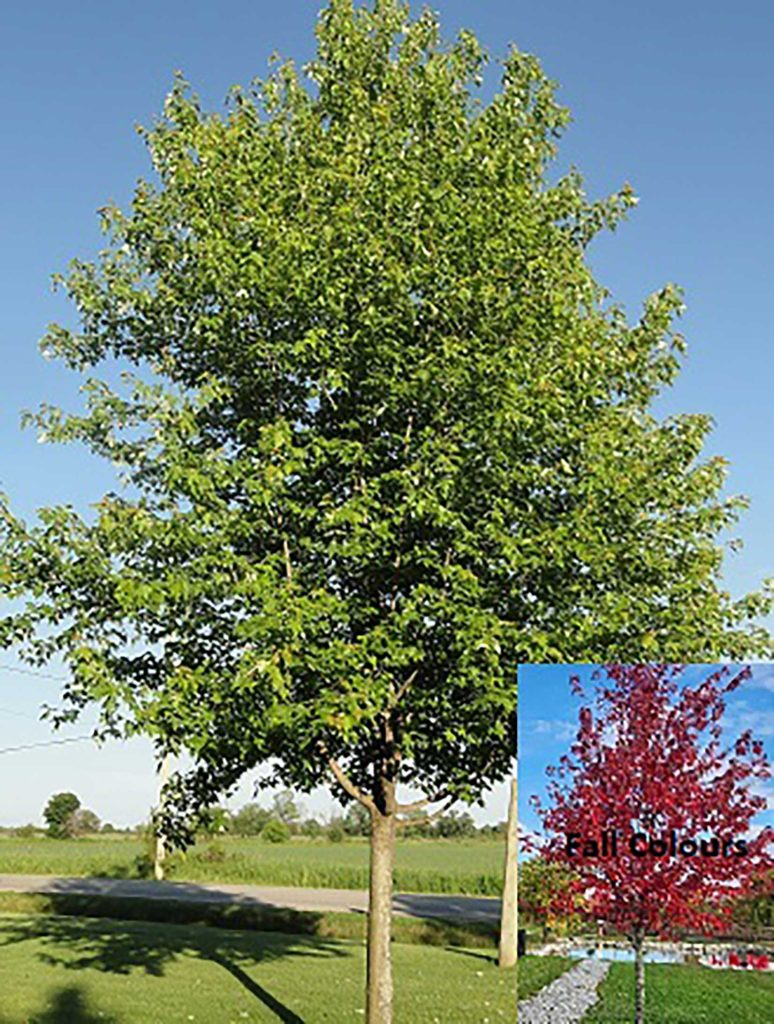 Autumn Fantasy Maple – Stevens Large Tree Sales