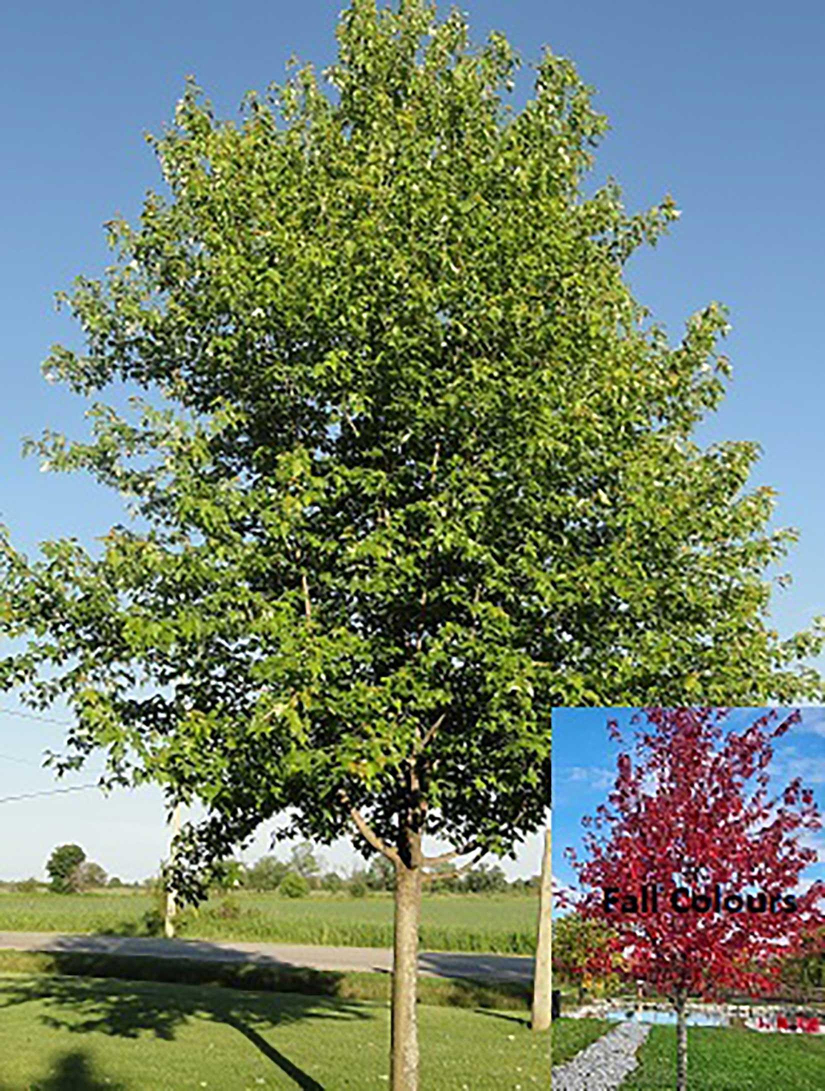 Shade Trees – Stevens Large Tree Sales