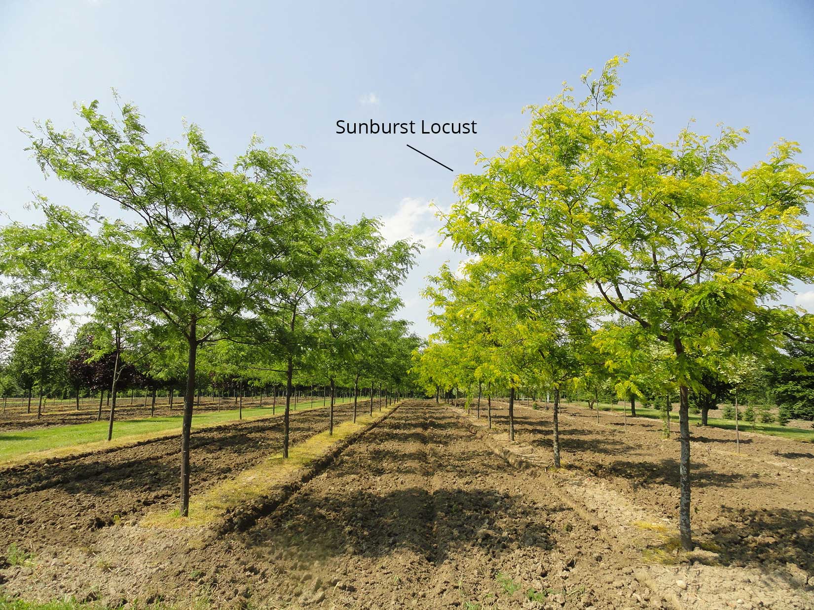 Shade Trees – Stevens Large Tree Sales